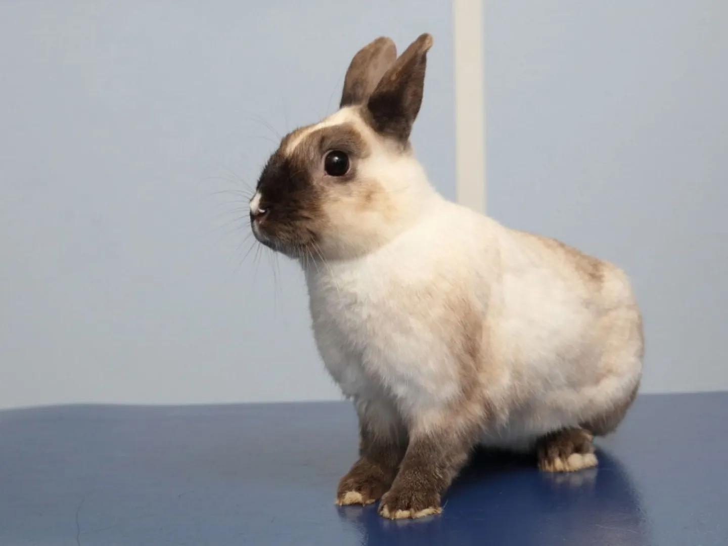 Rabbit feeding in Monaco - VetMonaco advice