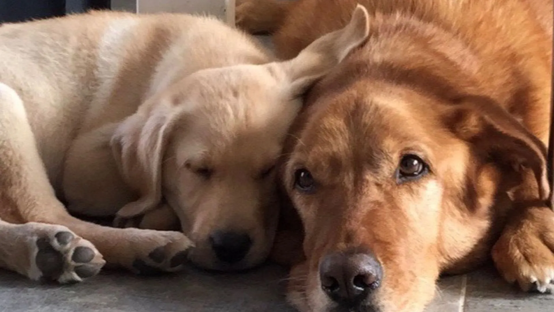 Puppy adoption in Monaco - VetMonaco Guide